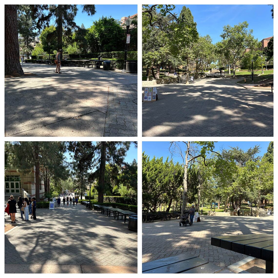 bruinwalk-ucla - Richard Geib